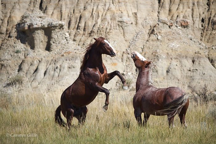 Theodore Roosevelt National Park Wildlife Photography